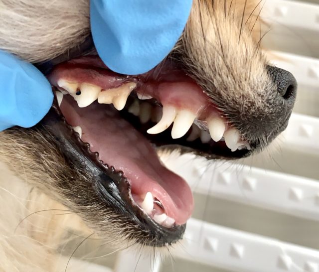 Hvordan ser jeg om melketennene til hunden har falt ut? - Hundehelse.no