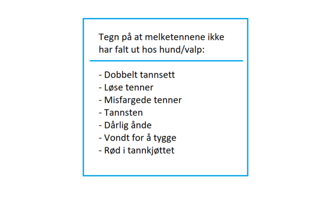 Hvordan ser jeg om melketennene til hunden har falt ut? - Hundehelse.no