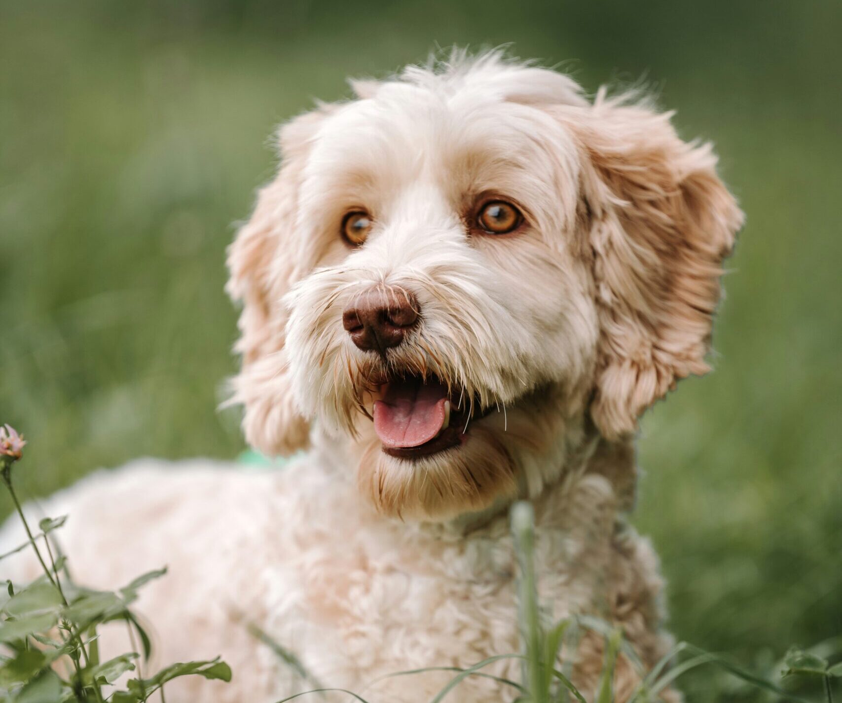 Hund med bare én testikkel - Hundehelse.no